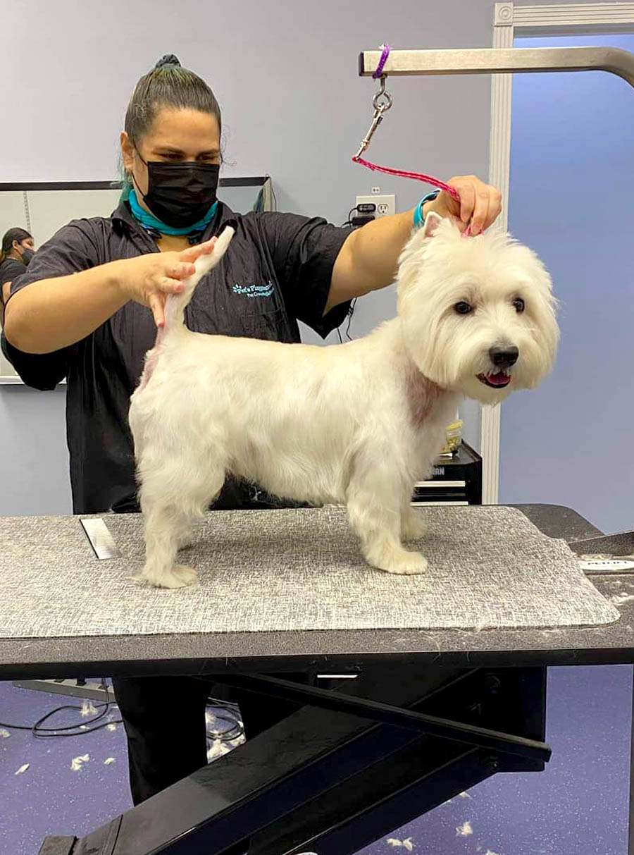 Professional Dog Groomer Program Become A Dog Groomer In Florida